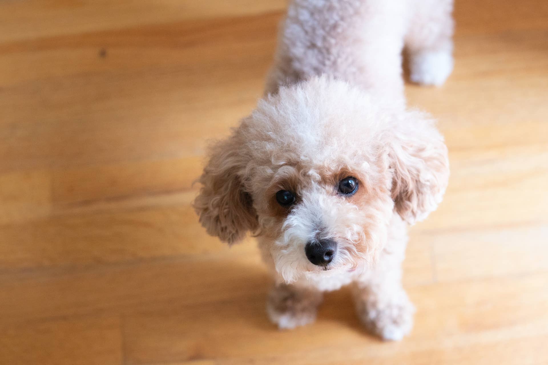 11 Healthiest Dog Breeds, According to Veterinarians - Parade Pets
