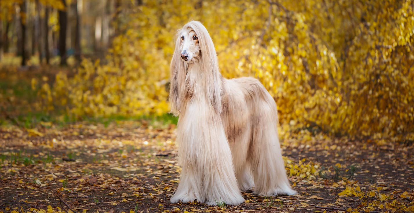 11 Healthiest Dog Breeds, According to Veterinarians - Parade Pets