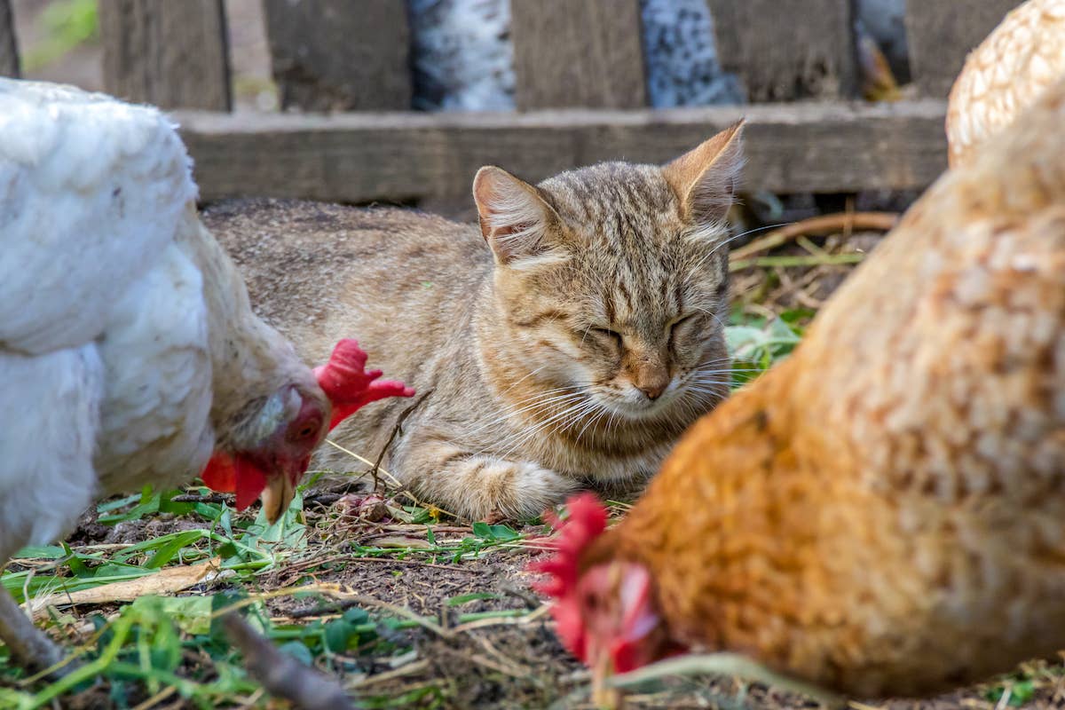 Cat Gives Birth in Chicken Coop—Then Something Unexpected Happens ...