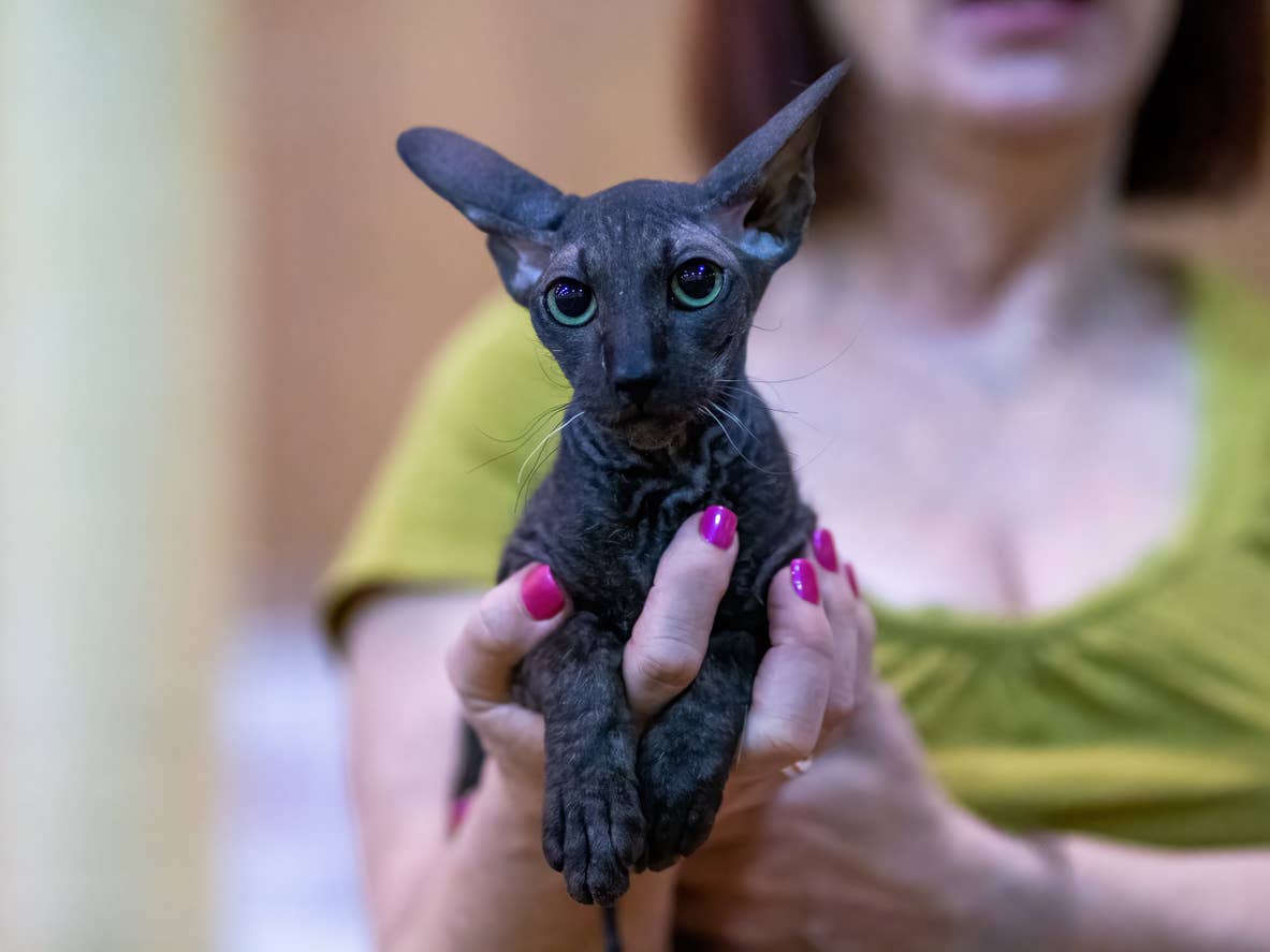 11 Hairless (and Partially Hairless) Cat Breeds - Parade Pets