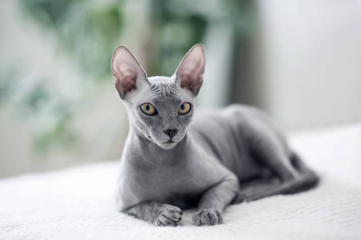 11 Hairless (and Partially Hairless) Cat Breeds - Parade Pets