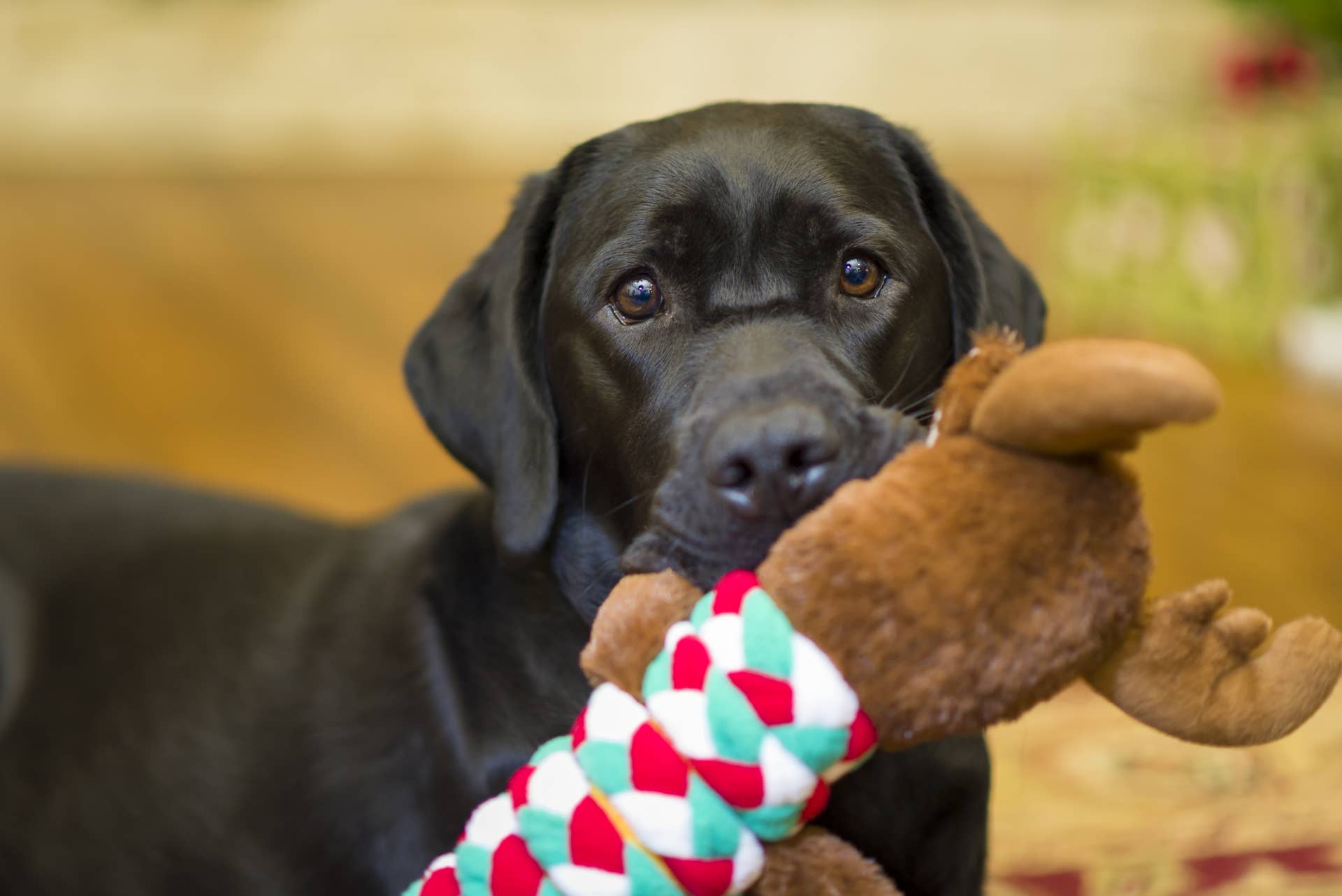 Run to Lowe's for This Seasonal Plush, Before It Runs Out - Parade Pets