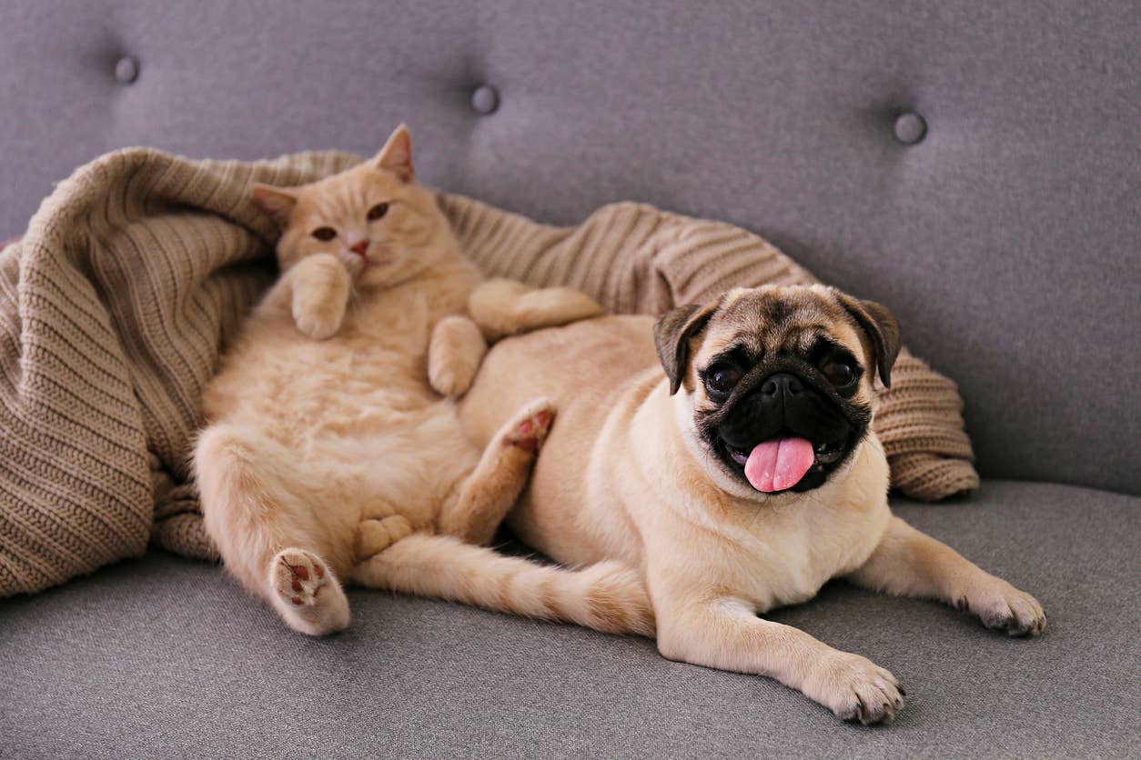25 Dogs That Are Good With Cats, per a Veterinarian - Parade Pets