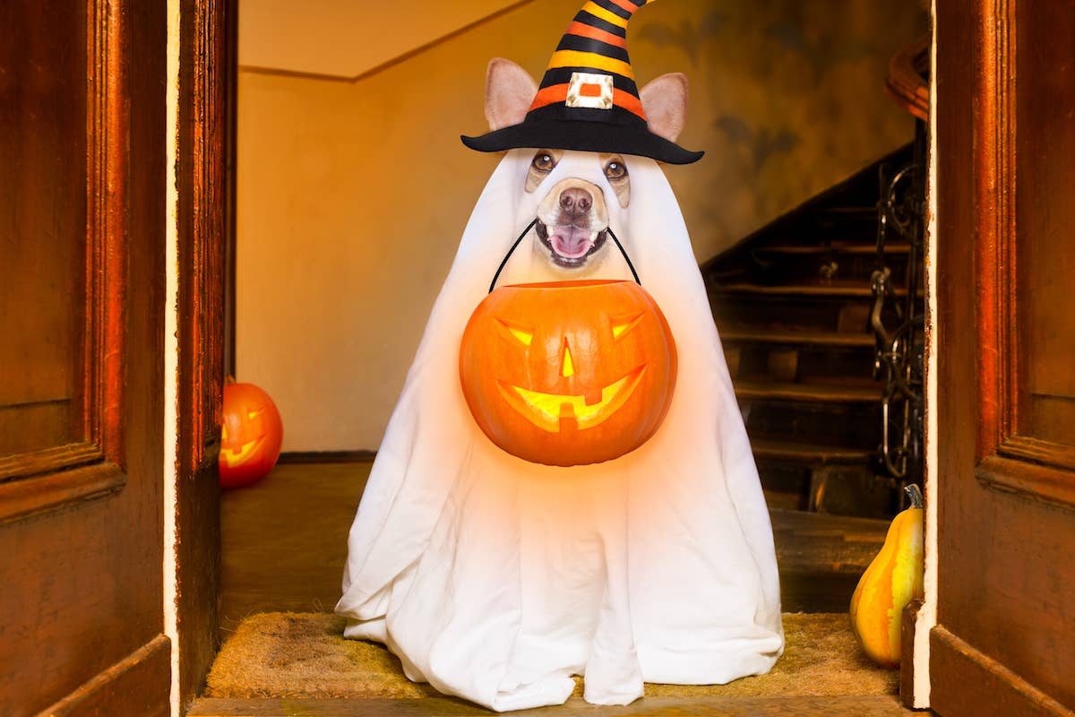 Yorkiepoo Begging Terrifying Halloween Skeleton for Pets Is Such a ...