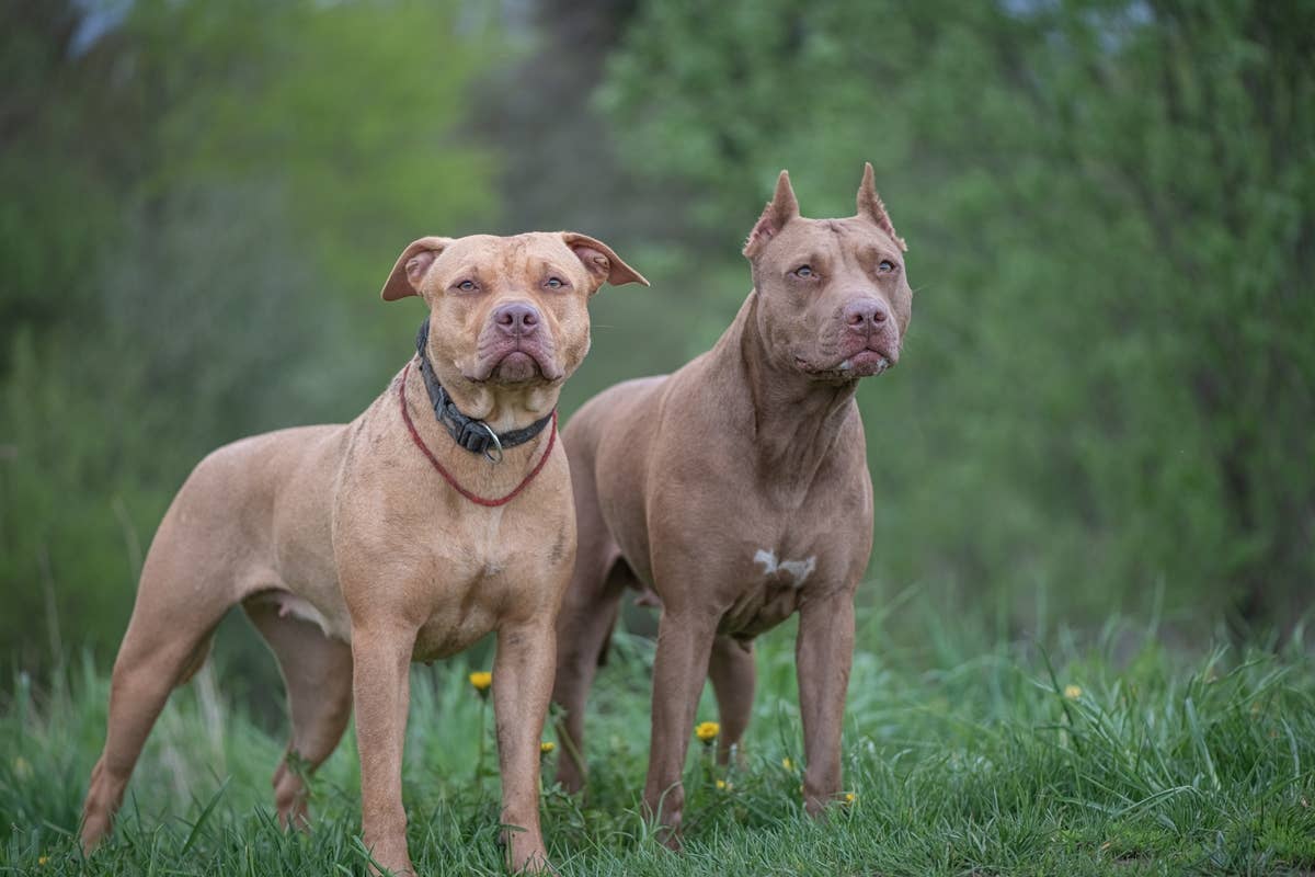 15 Pit Bull Facts That May Surprise You - Parade Pets