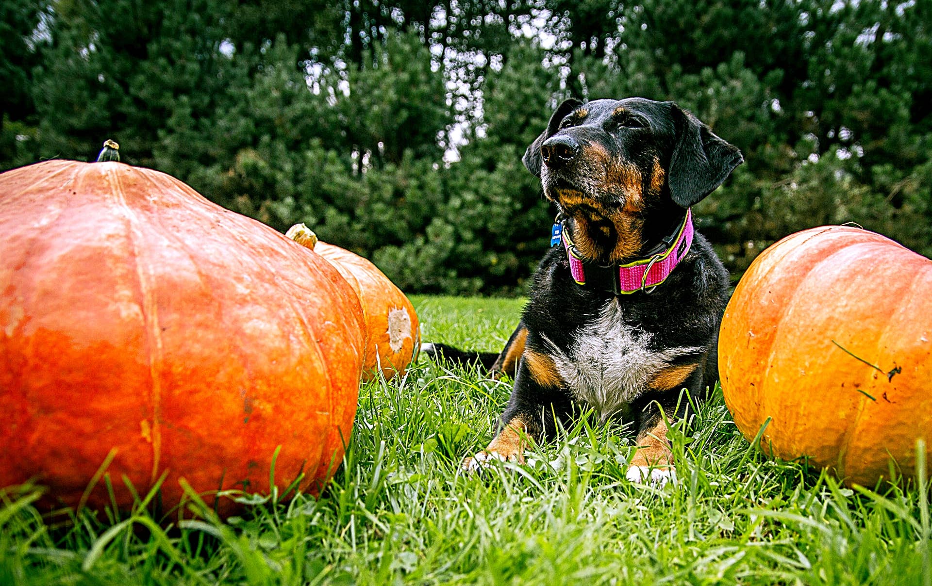 Can Dogs Eat Pumpkin? A Veterinarian Explains - Parade Pets