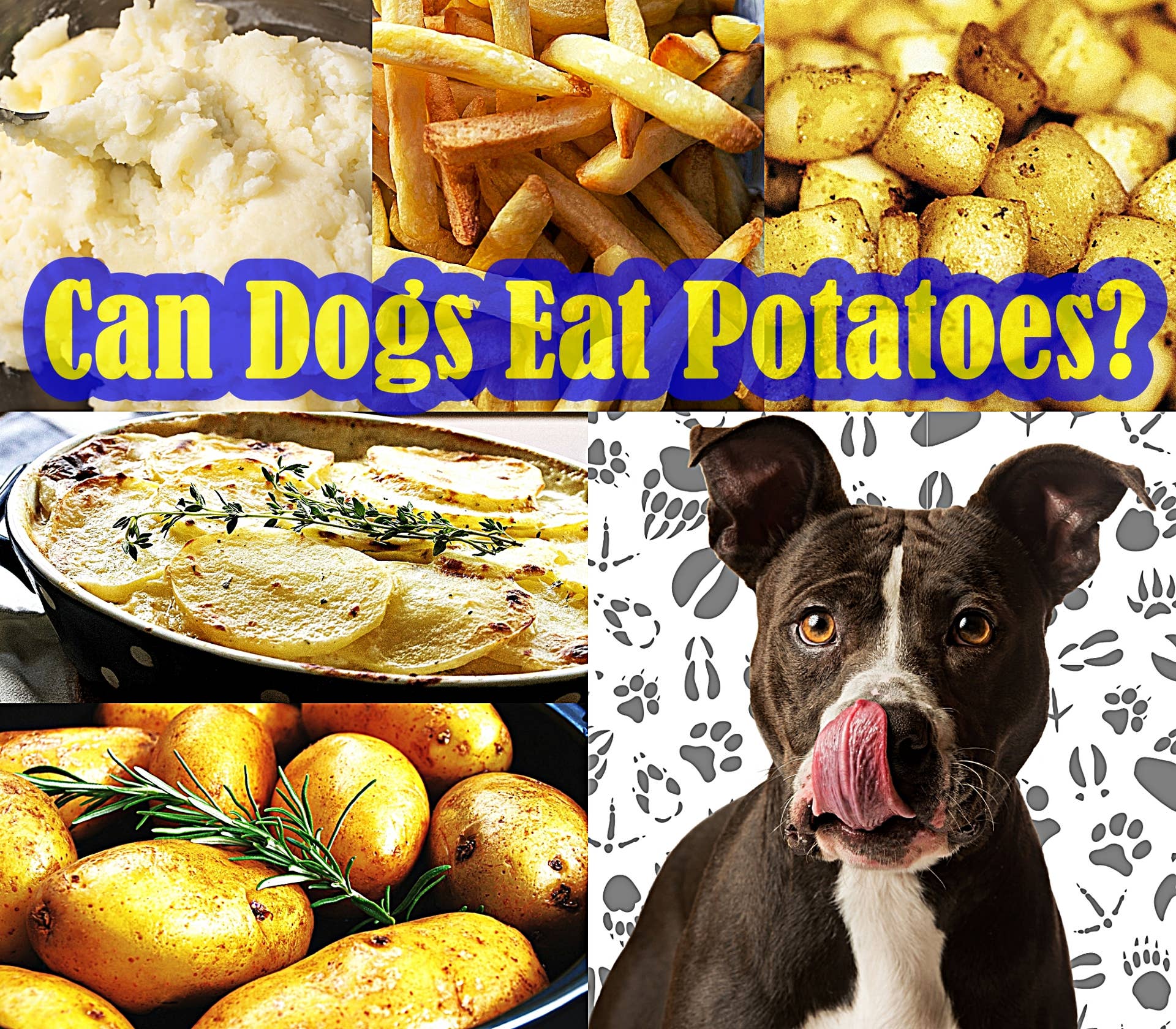 Can Dogs Eat Potatoes? A Veterinarian Weighs In - Parade Pets