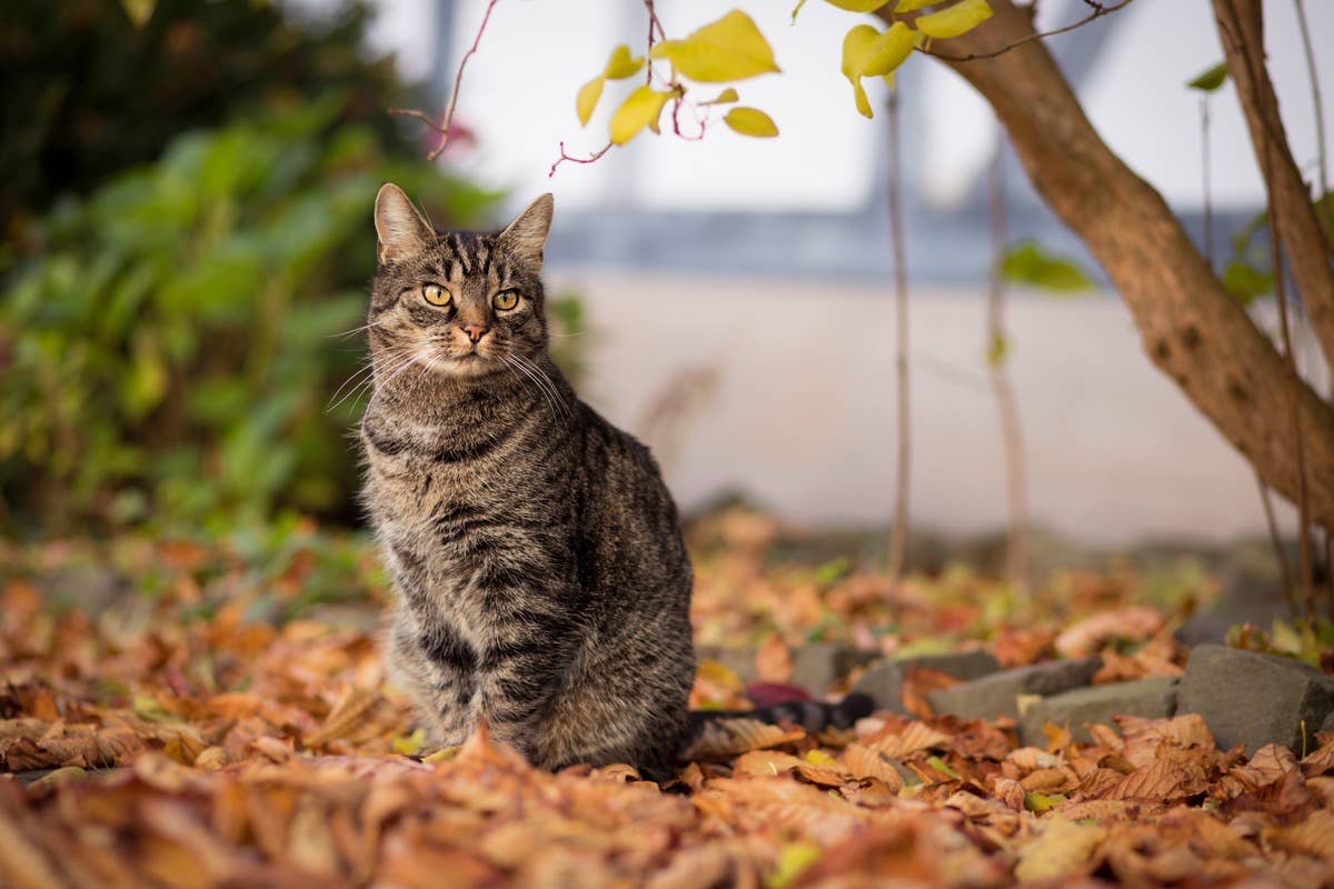Cranky-Looking Ragdoll Cat Buried in a Pile of Leaves Is for Everyone ...