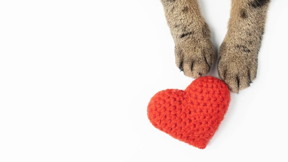 Rescue Cat with Rare Condition Is Melting Hearts with Her Precious New ...