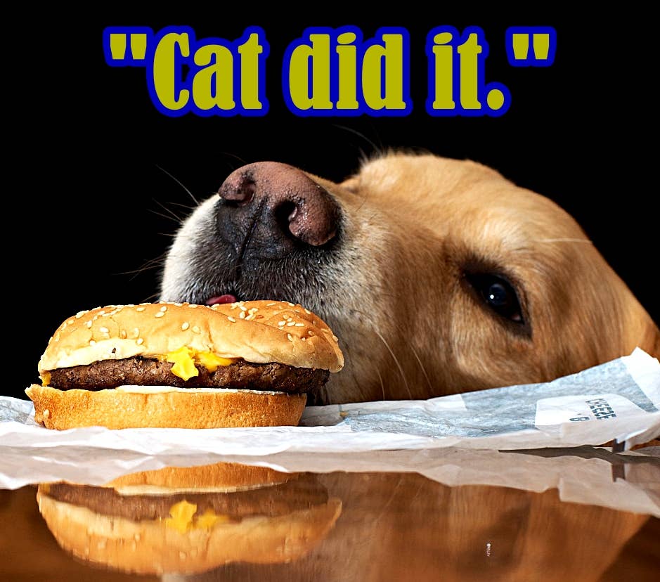 100+ Funny Dog Quotes Guaranteed to Make Anyone Smile - Parade Pets