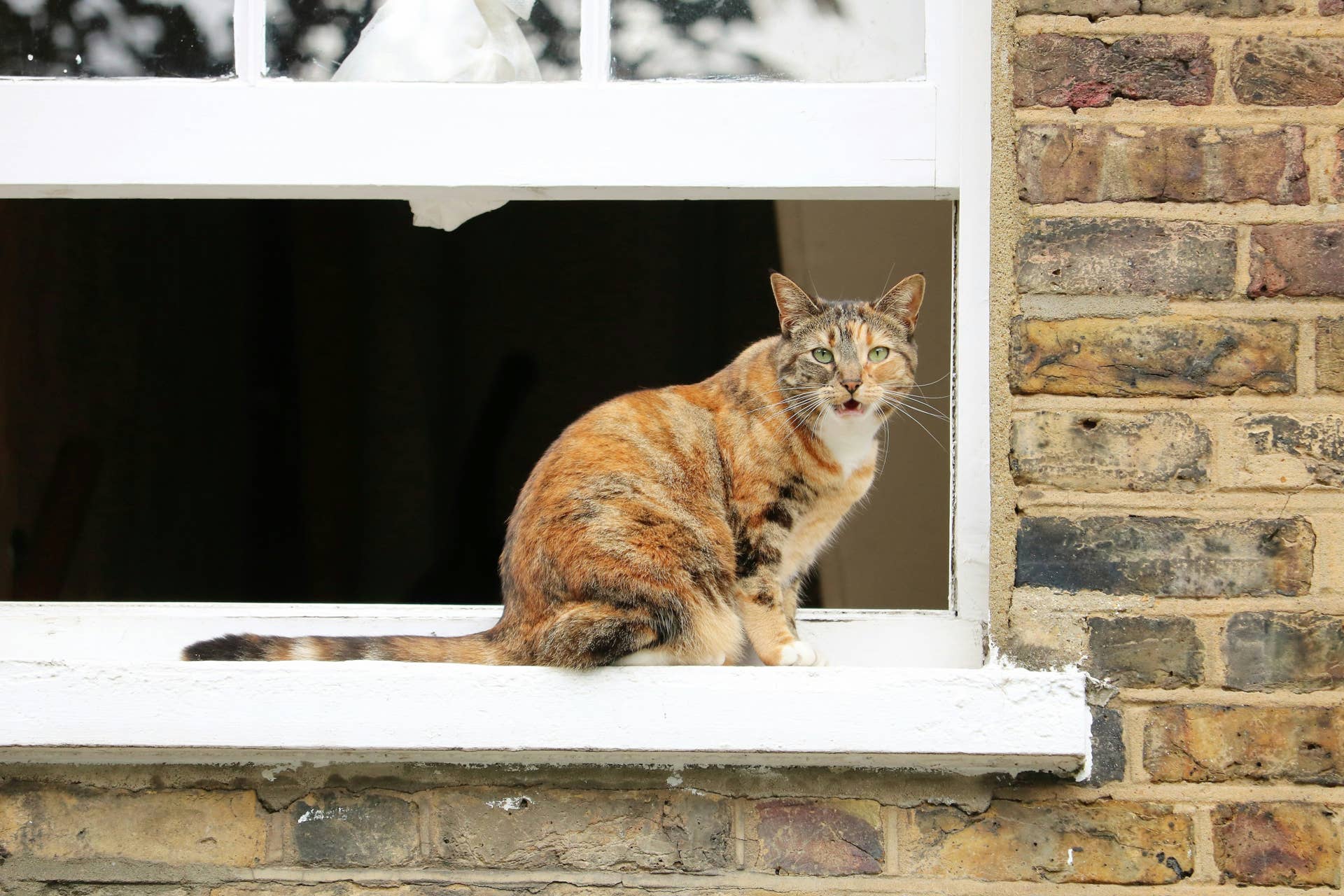 What Is Cat Chattering and Why Do They Do It? - Parade Pets