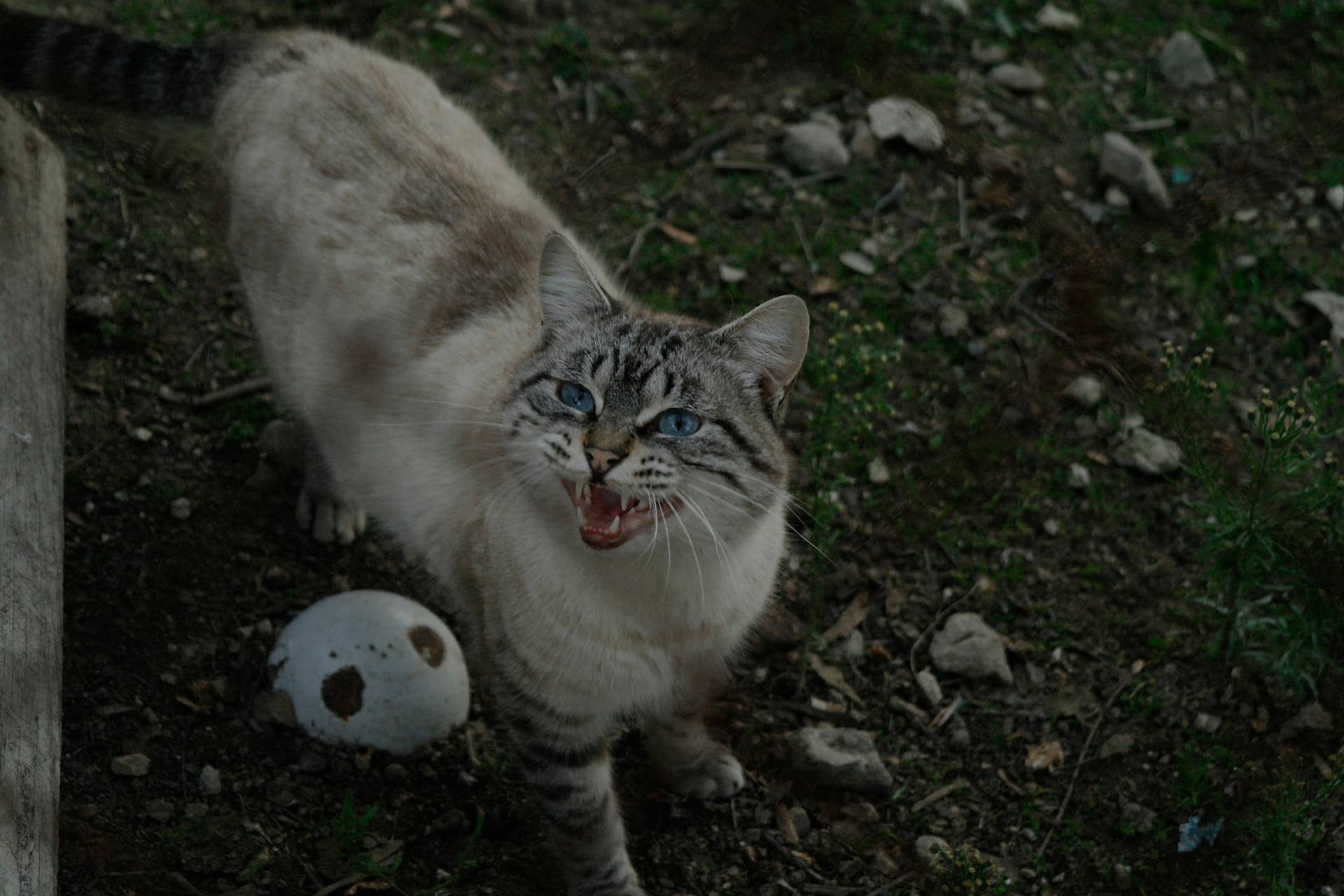 What Is Cat Chattering and Why Do They Do It? - Parade Pets