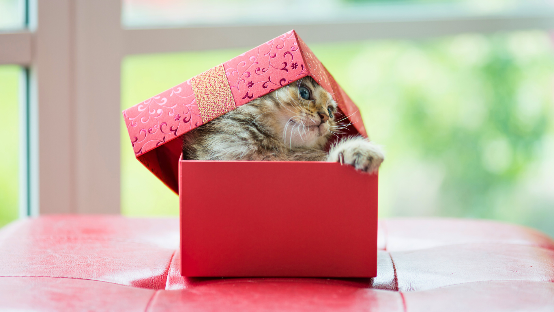 Why Do Cats Like Boxes So Much? An Expert Weighs In - Parade Pets