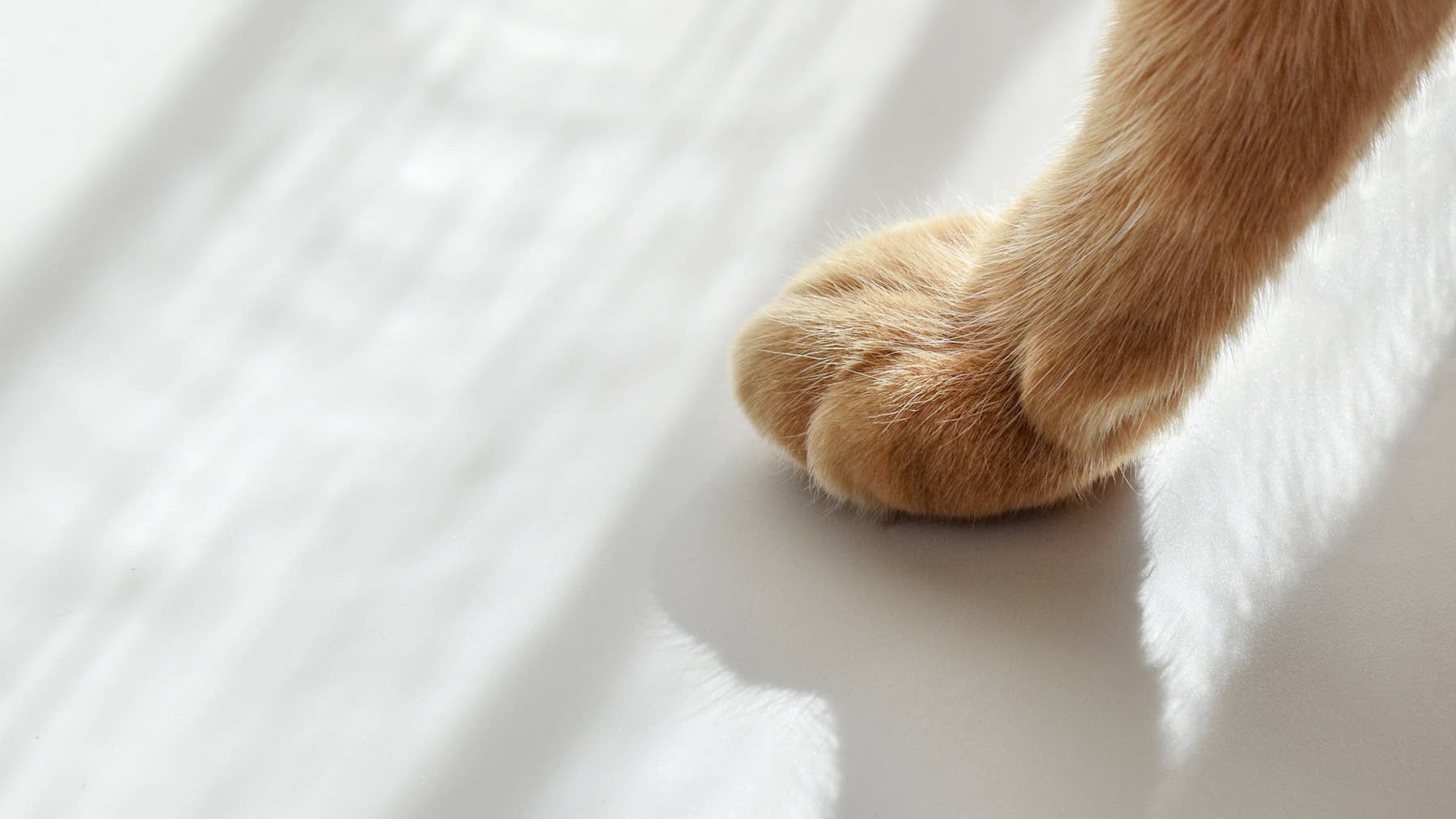 Special Needs Orange Cat with 'Strong Stance' is Being Compared to a ...