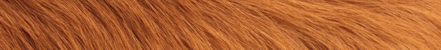 Articles by Molly Burford - Parade Pets