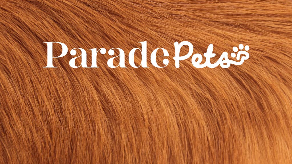 Pet Names - Parade Pets