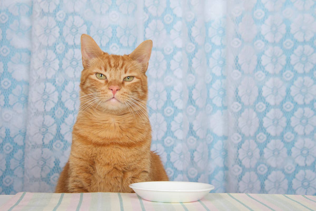 Ginger Cat's Screaming Snuggle Demands Showcase Ultimate Orange Cat ...