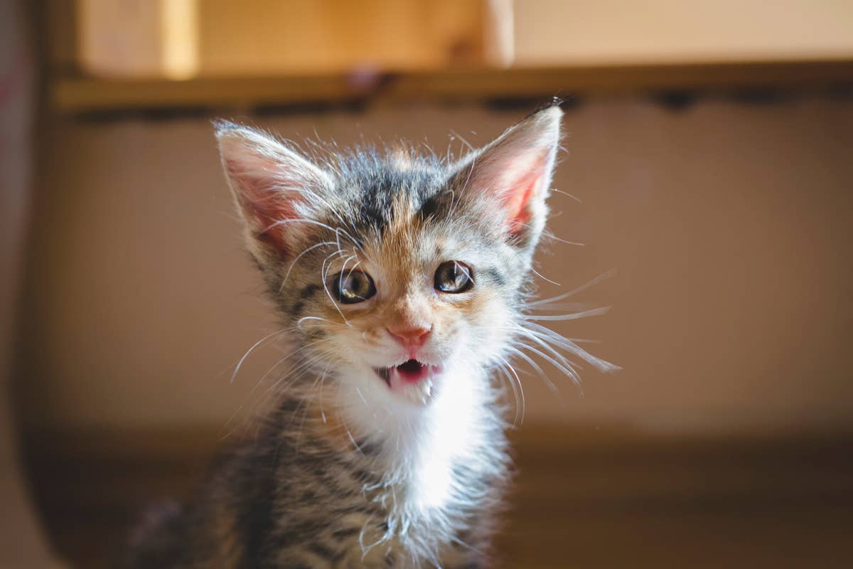 Rescued Kitten's Dramatic Transformation After '3 Weeks of Love' Is Awe ...