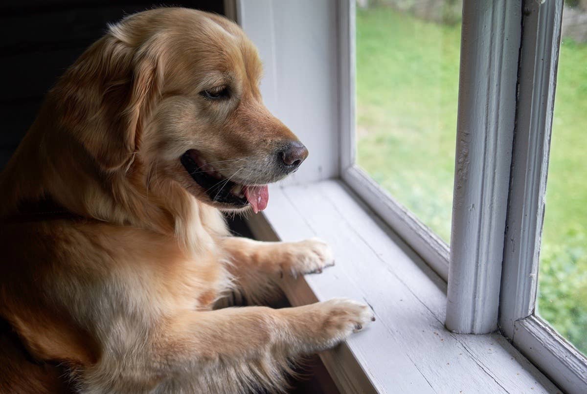 Goldendoodle and Retriever Siblings' Amazon Delivery Photobomb ...