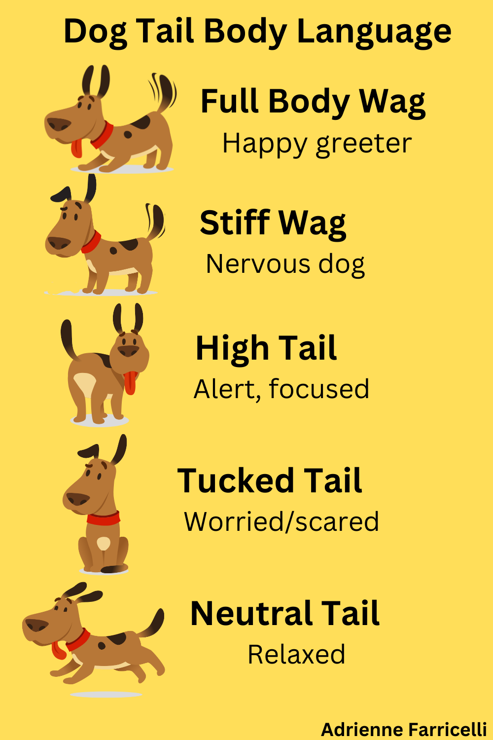 Why Do Dogs Wag Their Tails? The Reason Is Fascinating - Parade Pets