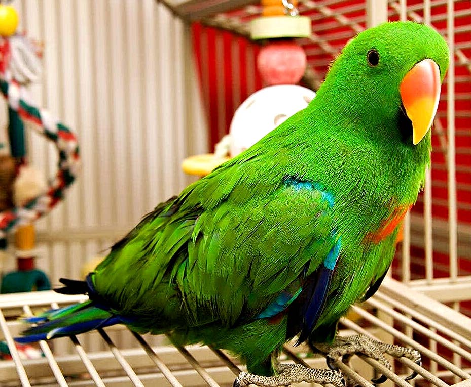 The 150 Best Bird Names - Parade Pets