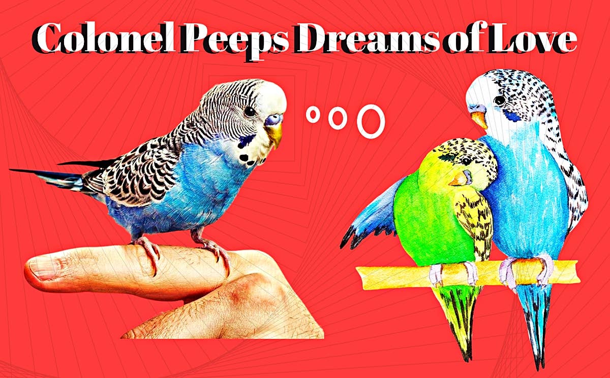 The 150 Best Bird Names - Parade Pets