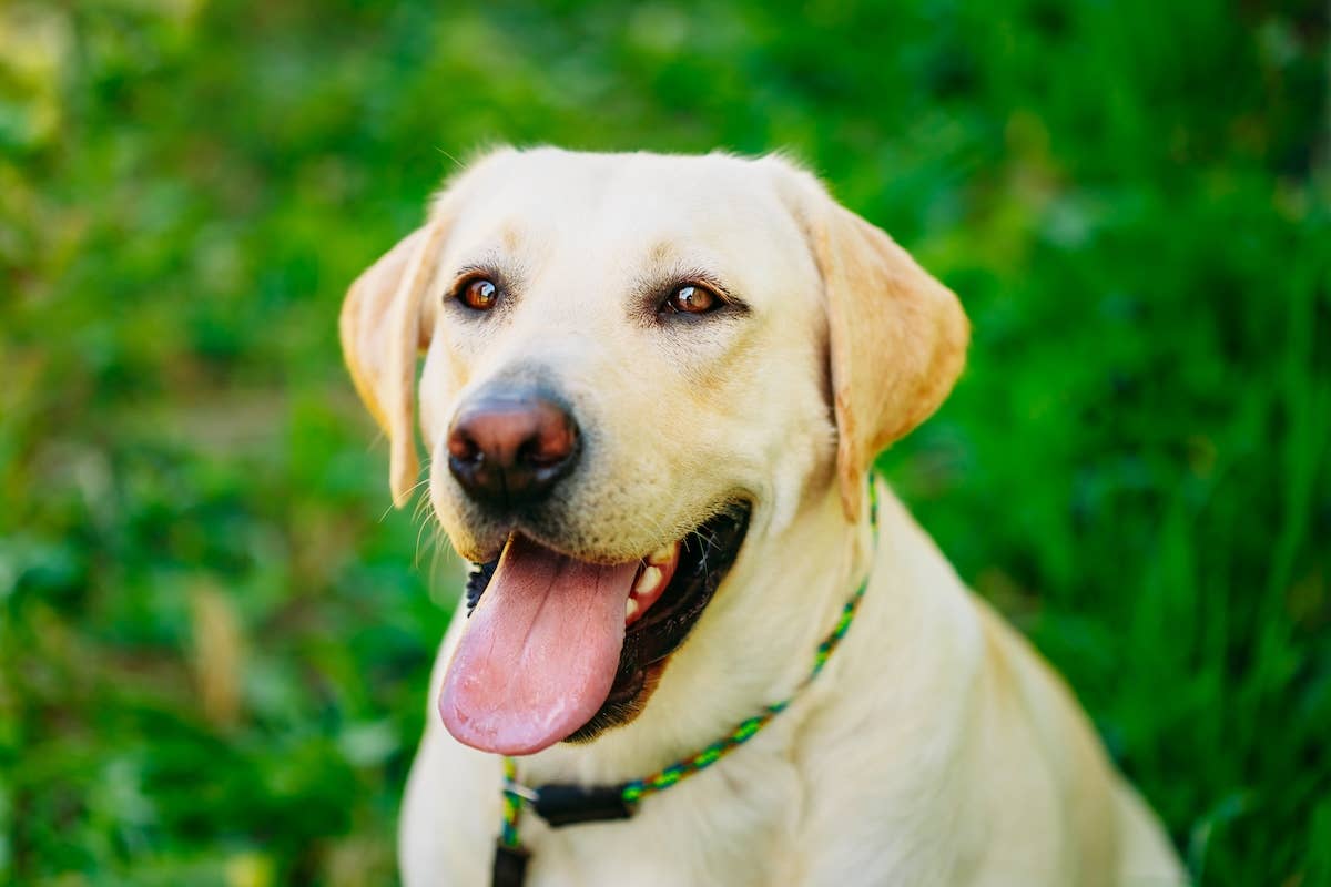 Labrador Barks with Glee As Special 'K9 Bus' Pulls Up and Pup Friends ...