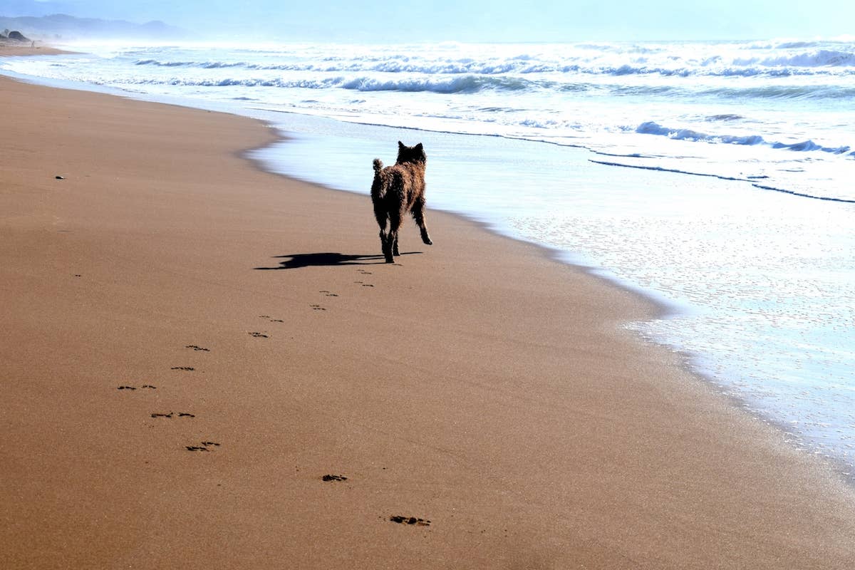 Once-Popular Dog Breed Only Has 1,000 Pups Left Worldwide and It's ...