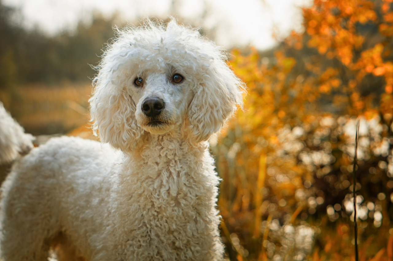 20 Smartest Dog Breeds, Ranked to Most Intelligent - Parade Pets