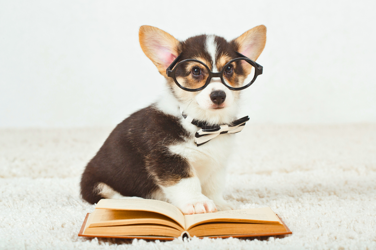 20 Smartest Dog Breeds, Ranked to Most Intelligent - Parade Pets