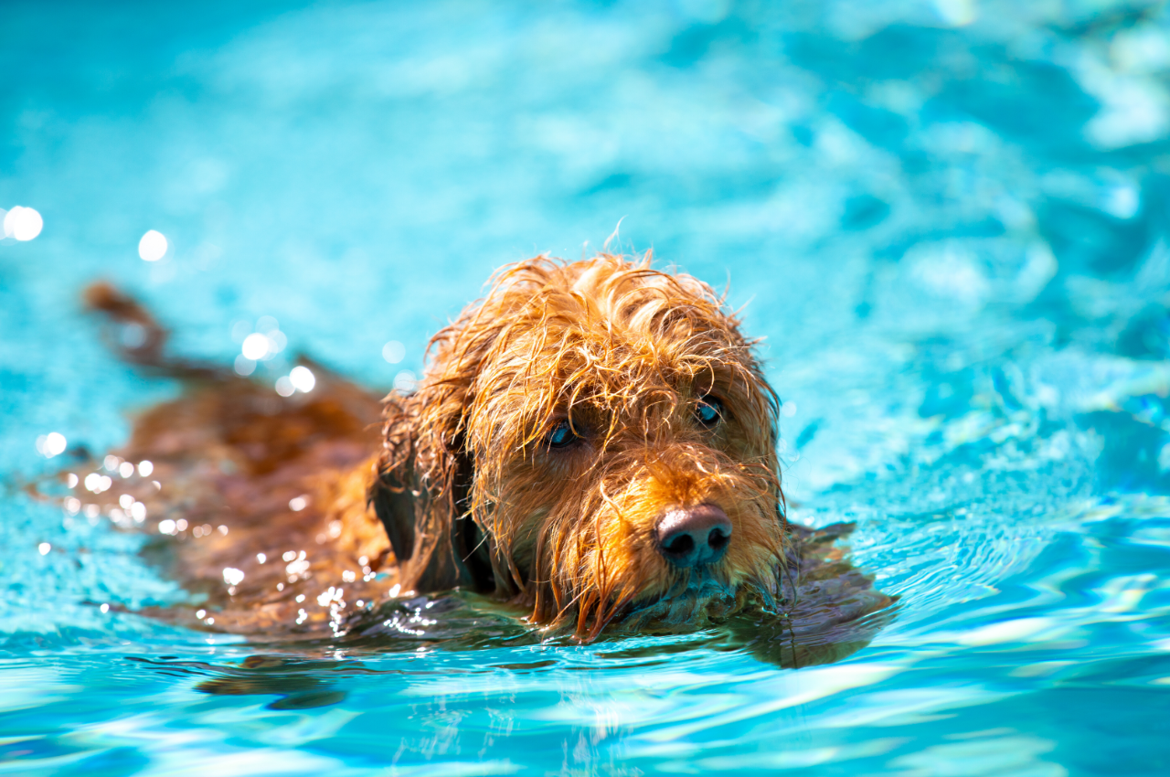 6 Most Popular Doodle Dog Breeds - Parade Pets