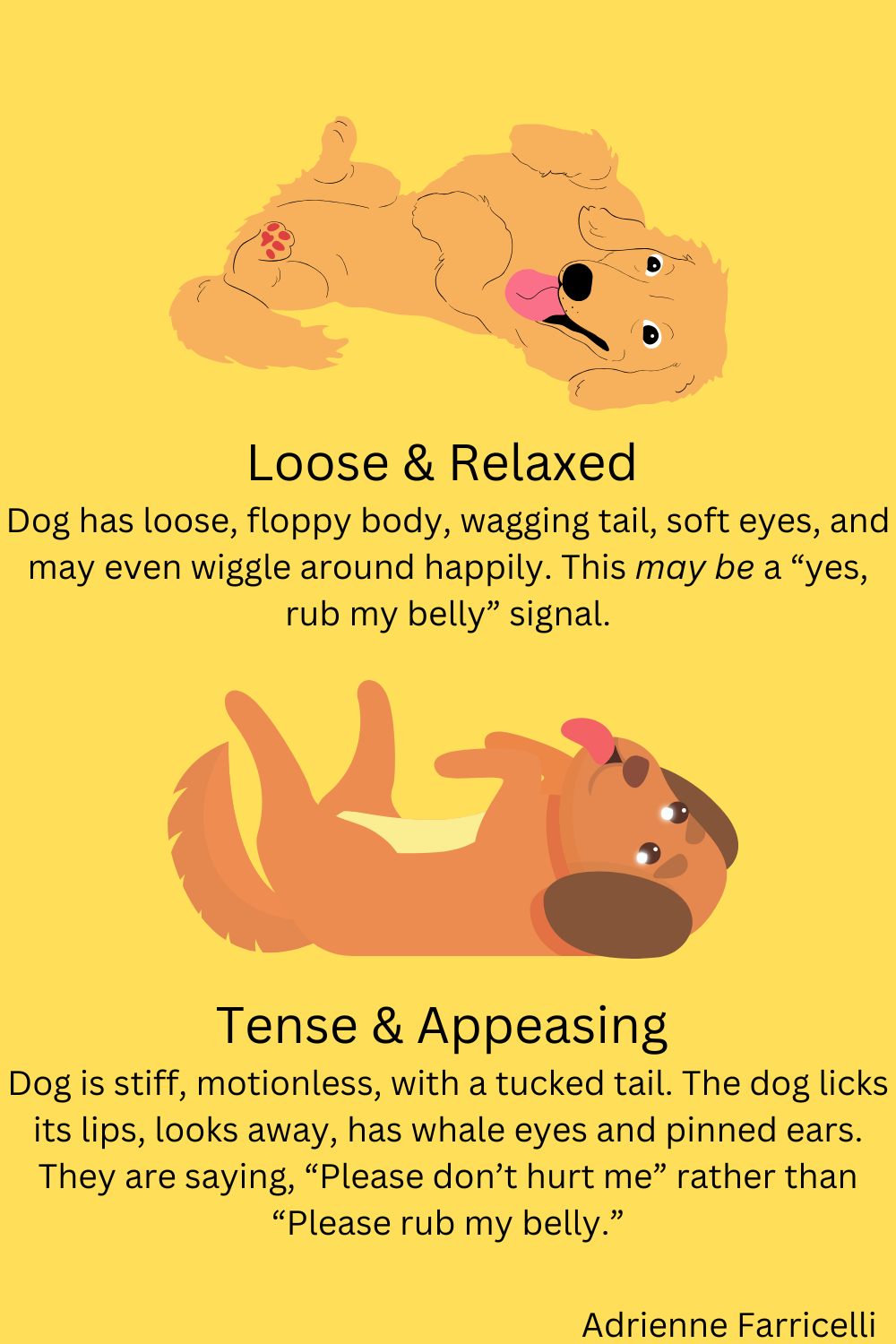 Why You Should Never Rub a Dog's Belly Just Because They Roll Over ...