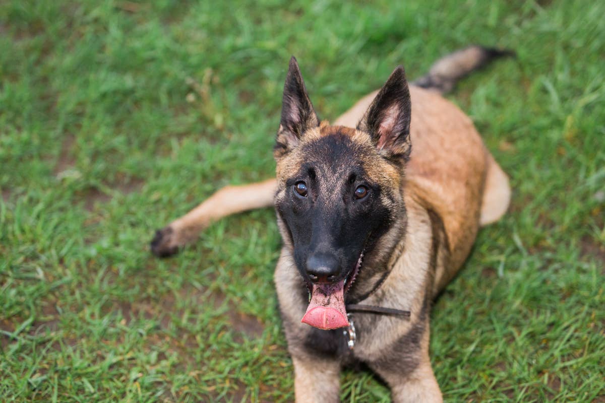 California Man Rescues Belgian Malinois Running Through Traffic ...