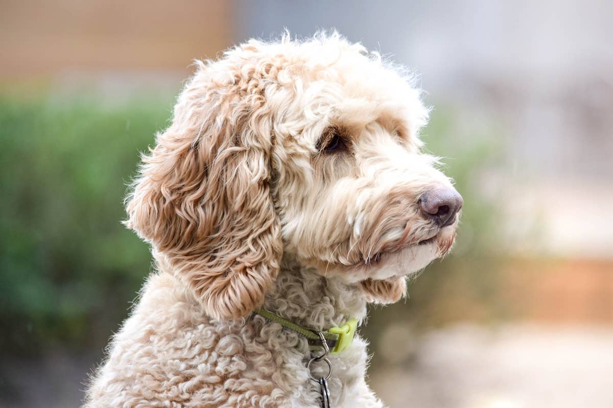 How to Safely Start Running With Your Labradoodle - Parade Pets