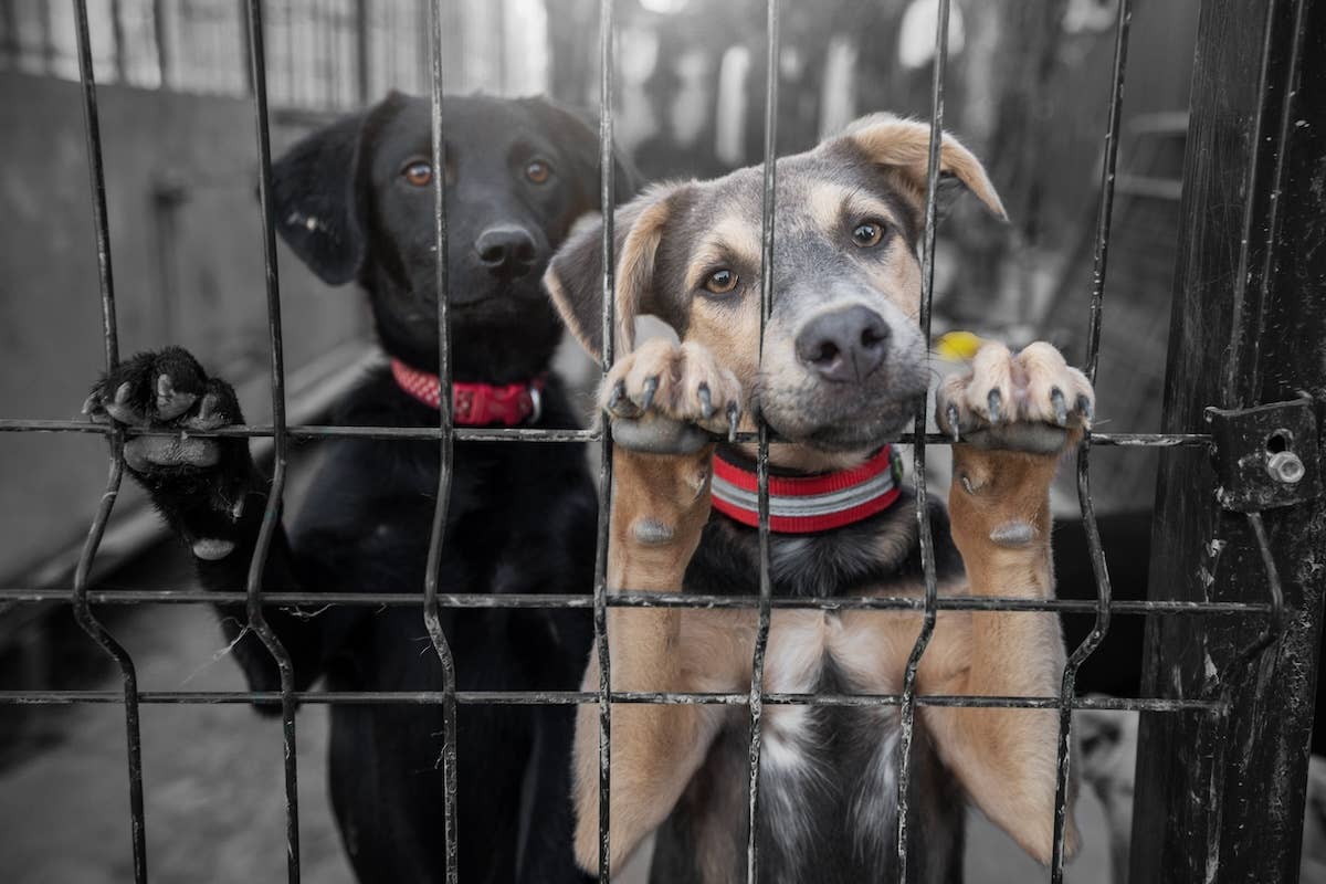 Shelter Dog Goes Viral for Her Smile and Gets Adopted - Parade Pets