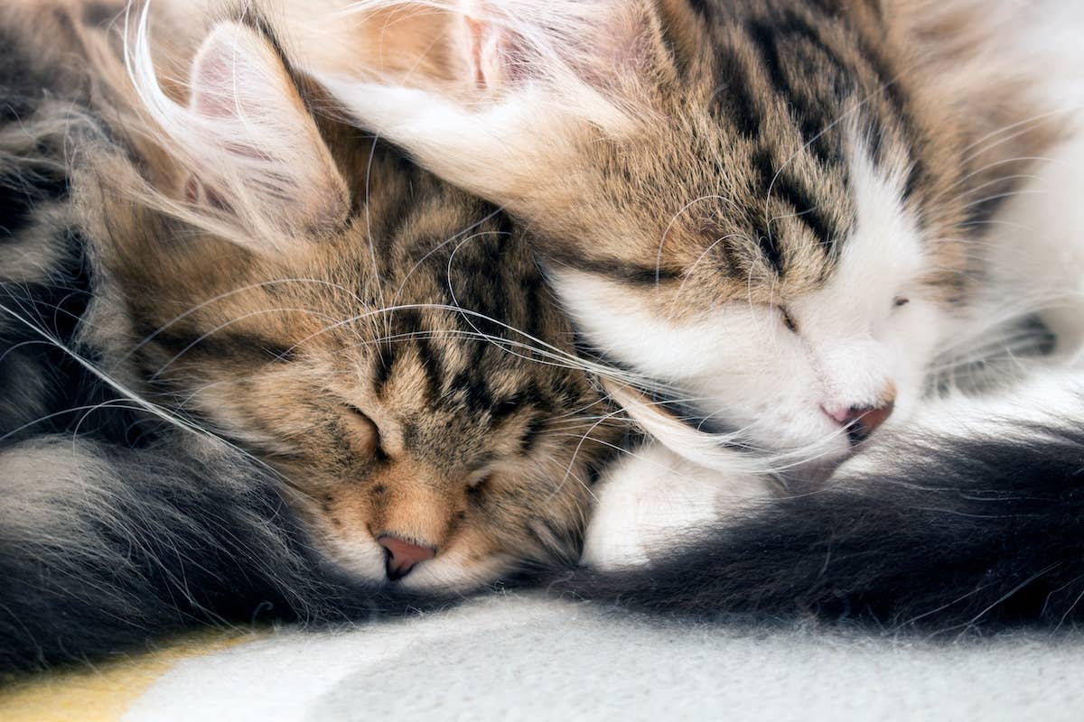 Former Feral Barn Cats Giving New Rescue a Snuggly Welcome Will Melt ...