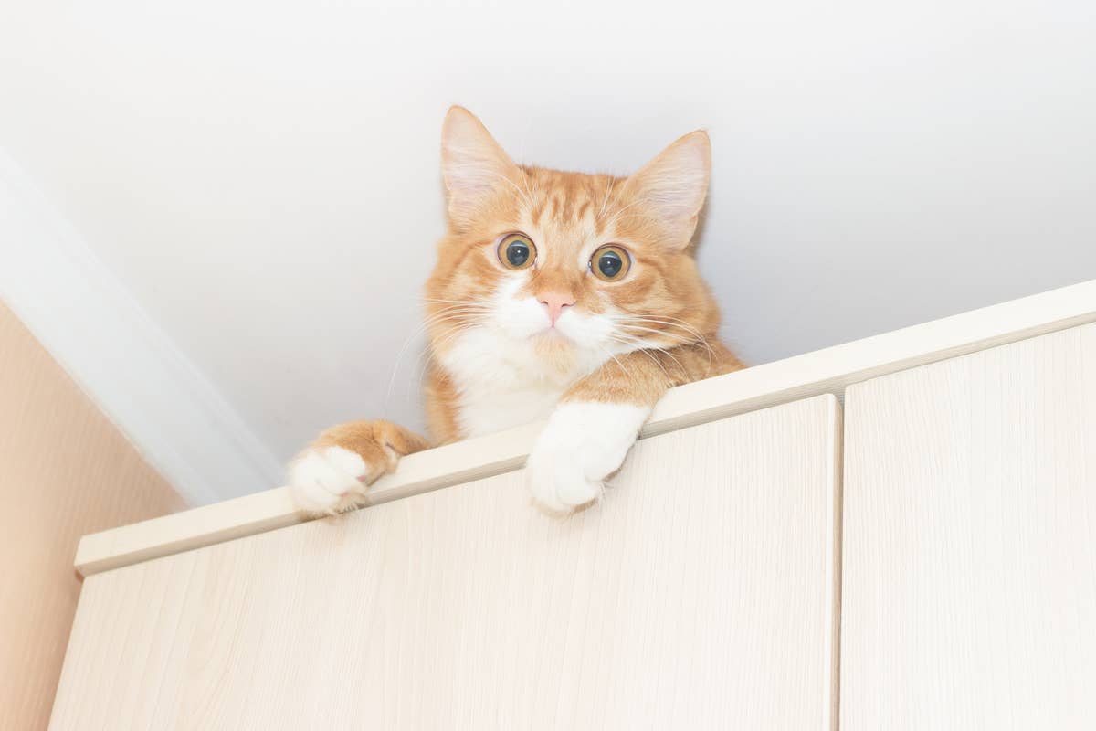 Orange Cat Finds Perfect Hiding Spot and It's Too Cute to Resist ...