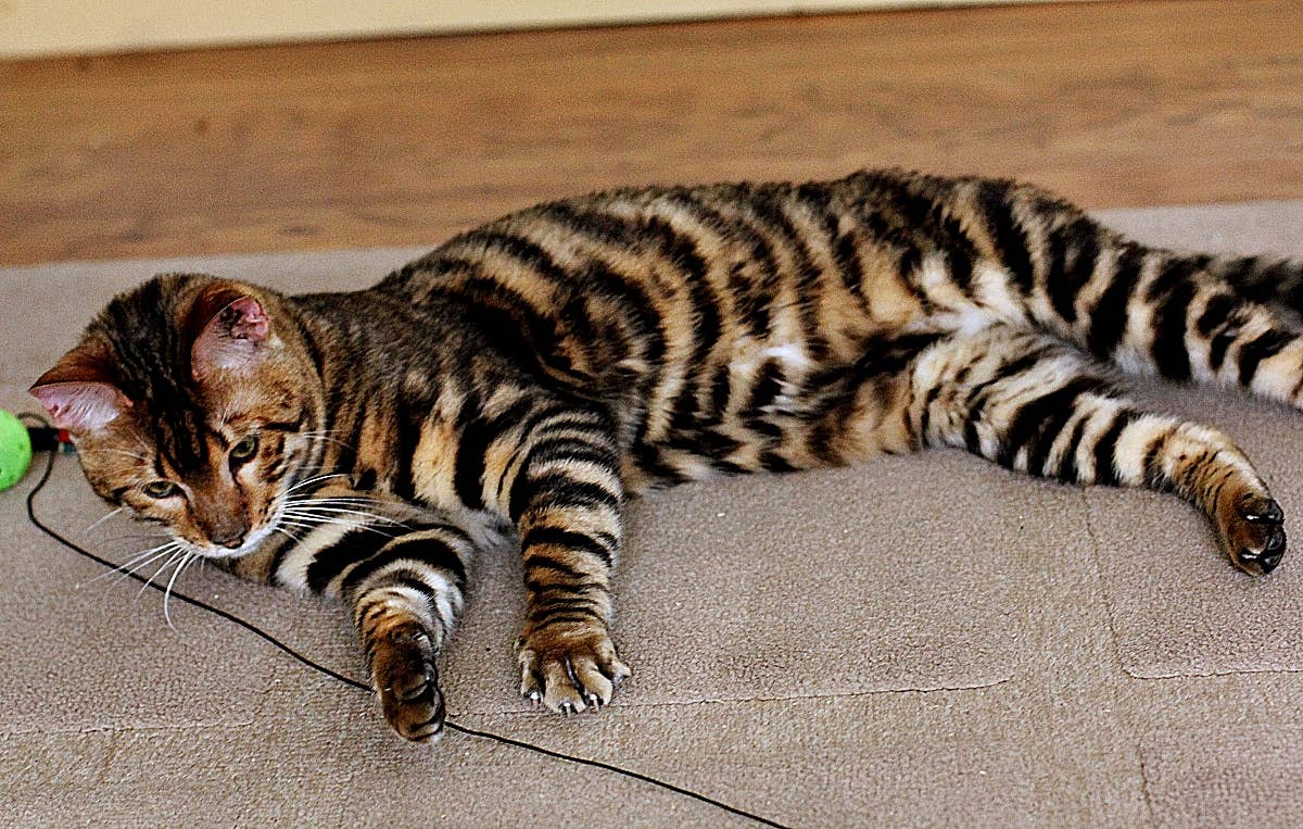 11 Prettiest Designer Cat Breeds - Parade Pets