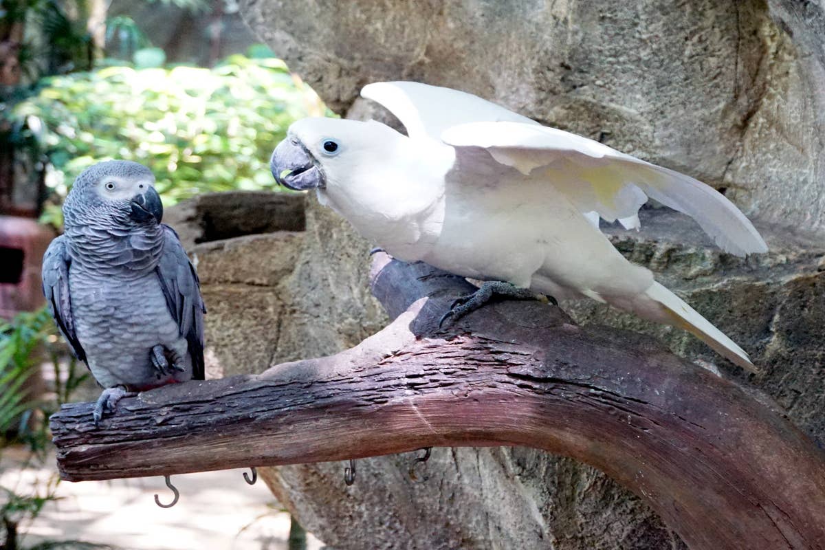 Rescue Cockatoo Happily Singing ‘Watch Me Whip’ Will Absolutely Make ...