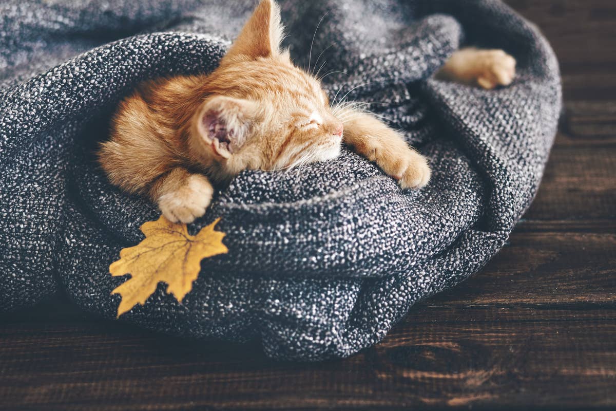 Update on Ginger Foster Kitten Who Went Viral for Sweet Snuggles Has ...