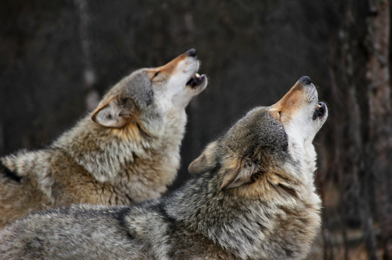 Why Do Dogs Howl at Sirens? An Expert Explains - Parade Pets