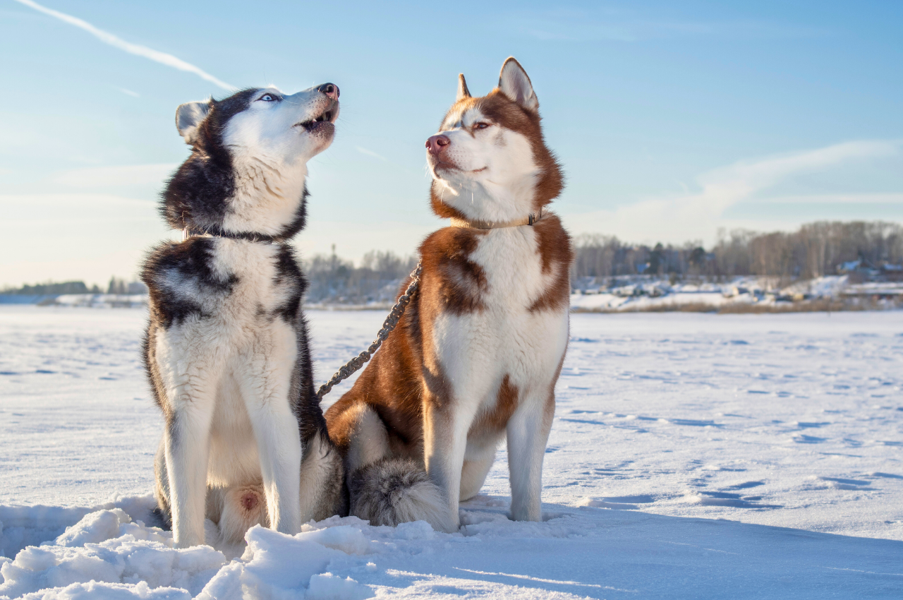 Why Do Dogs Howl at Sirens? An Expert Explains - Parade Pets