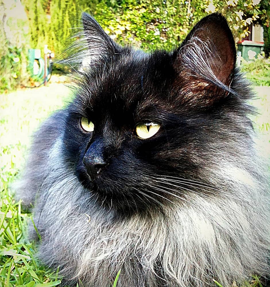 20 Gorgeous Black Cat Breeds That Are Purr-fect for You - Parade Pets