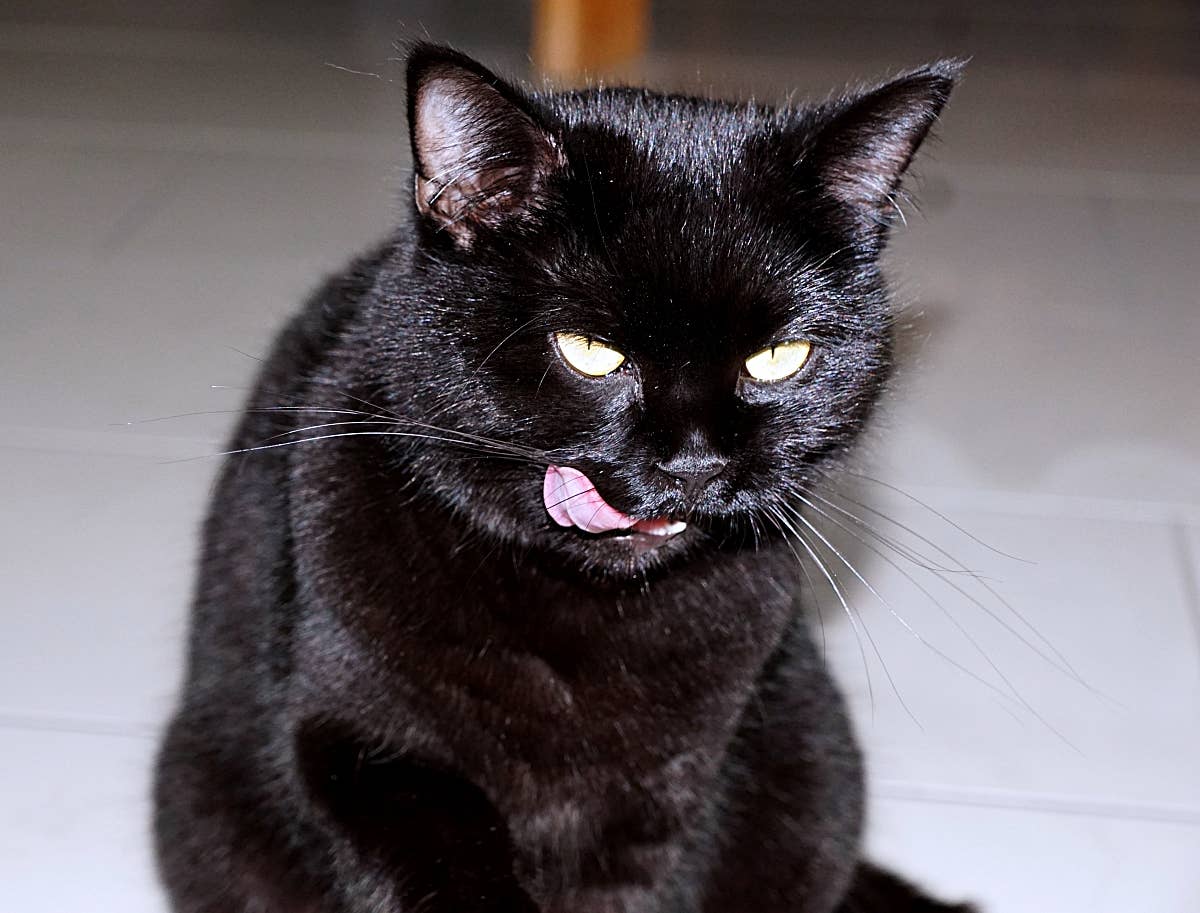 20 Gorgeous Black Cat Breeds That Are Purr-fect for You - Parade Pets