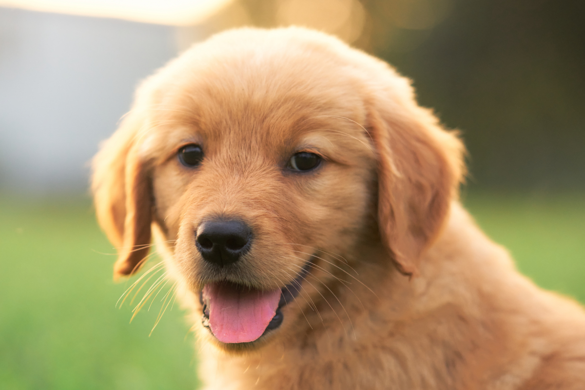 Golden Retriever Puppy Playing Peekaboo Is Basically a Furry Toddler ...