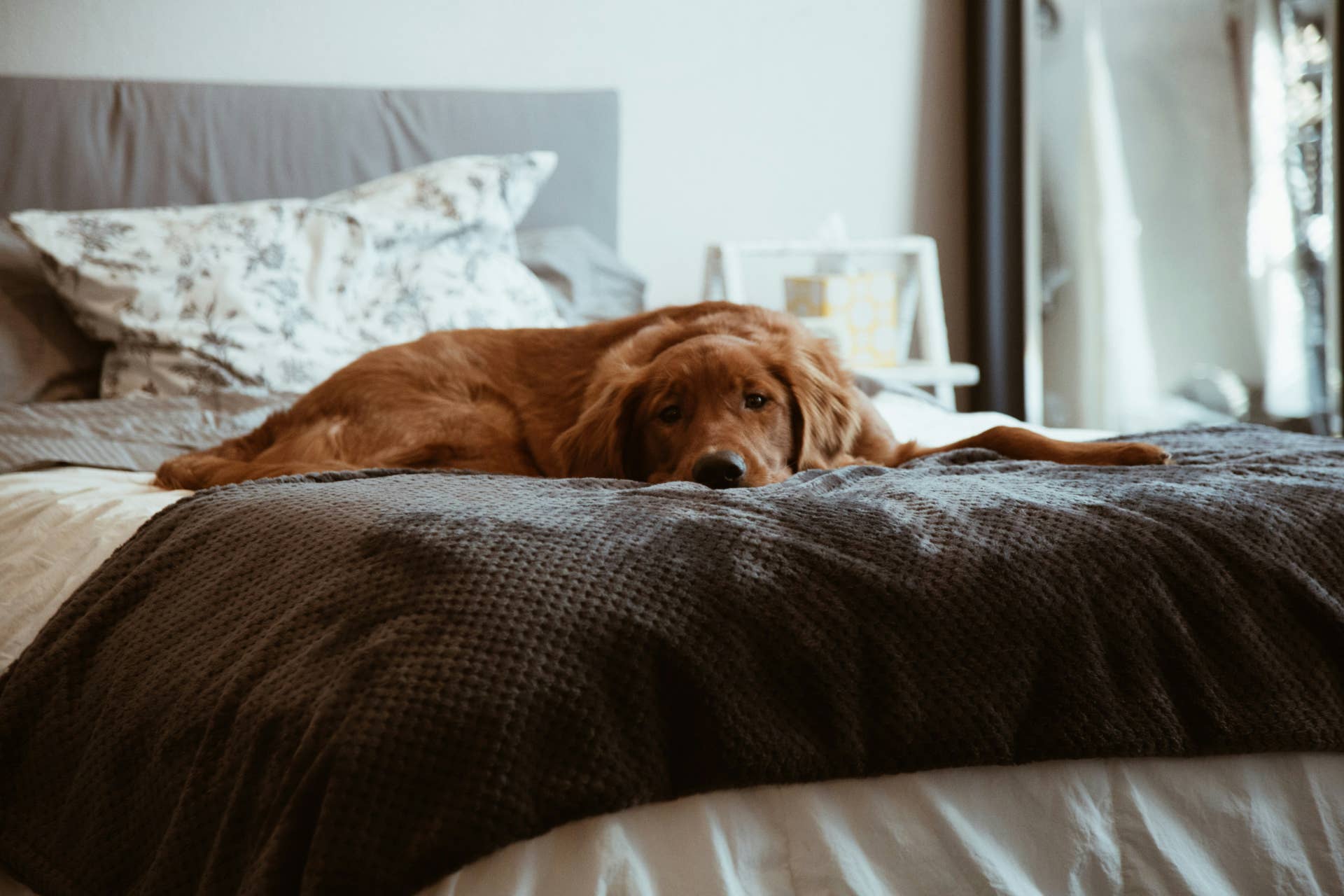 15 Common and Uncommon Fears and Phobias in Dogs - Parade Pets
