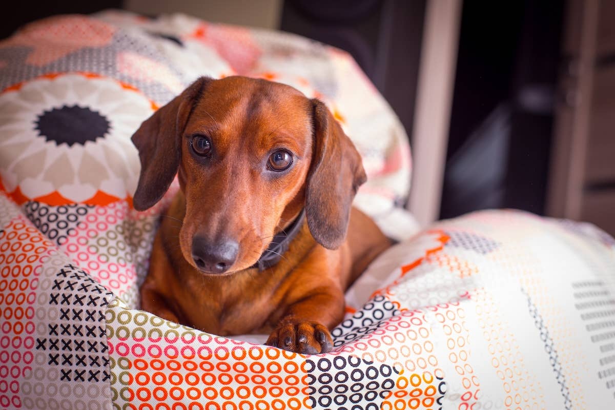 Dachshund's Tender Loving Patience As Human Baby Learns to Play with ...