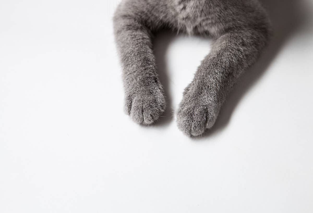 Rare Siamese Selkirk Rex Kitten Stands Like a Meerkat and the Internet ...
