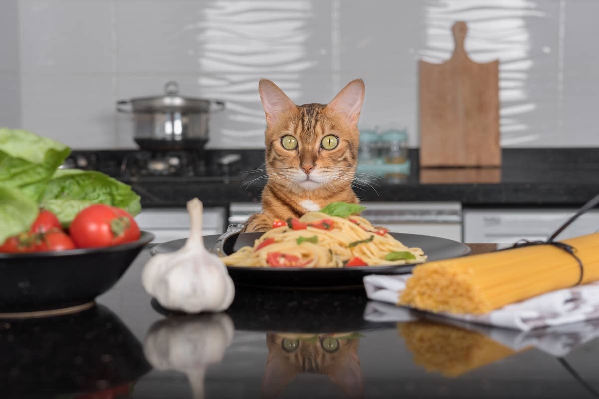 Orange Cat Has Best Meal of His Life As Mom’s Cutest Dinner Date ...