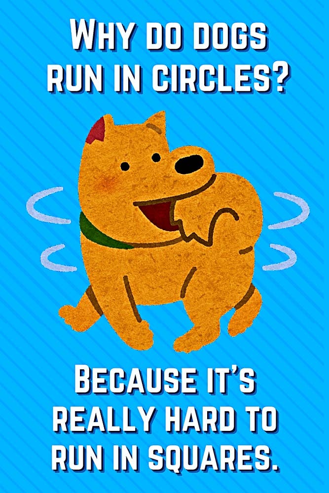 80 Dog Jokes That'll Have You Barking With Laughter - Parade Pets
